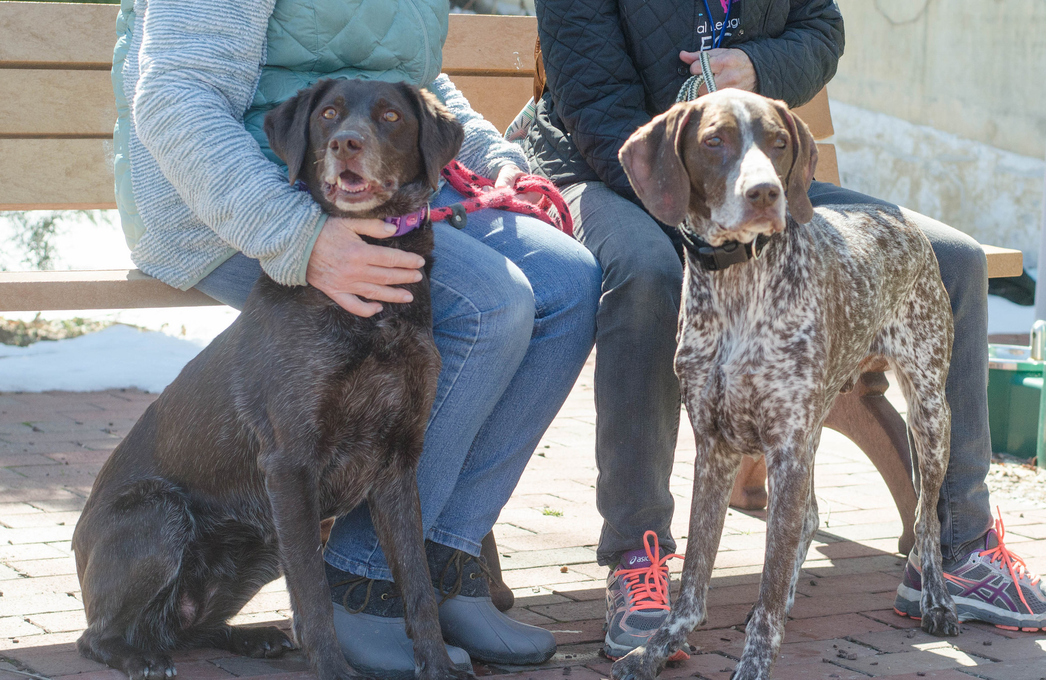 Volunteer | Pennsylvania Society for the Prevention of Cruelty to Animals