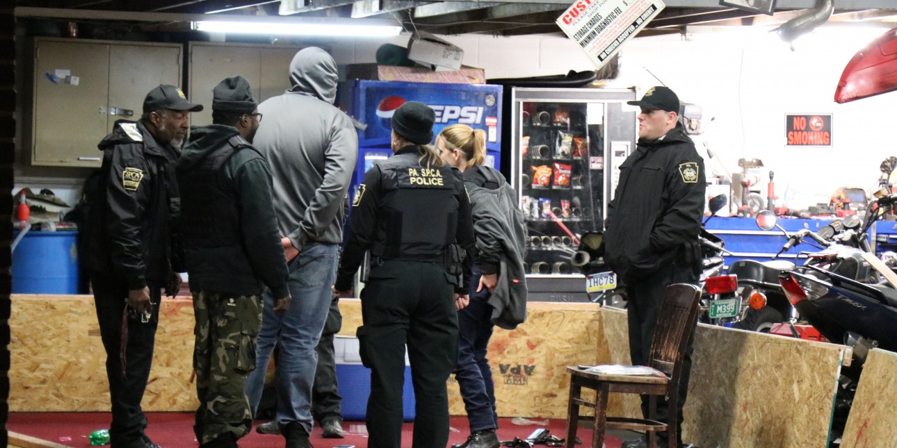 Pennsylvania SPCA breaks up dog fight in progress, rescues 2 dogs at ...