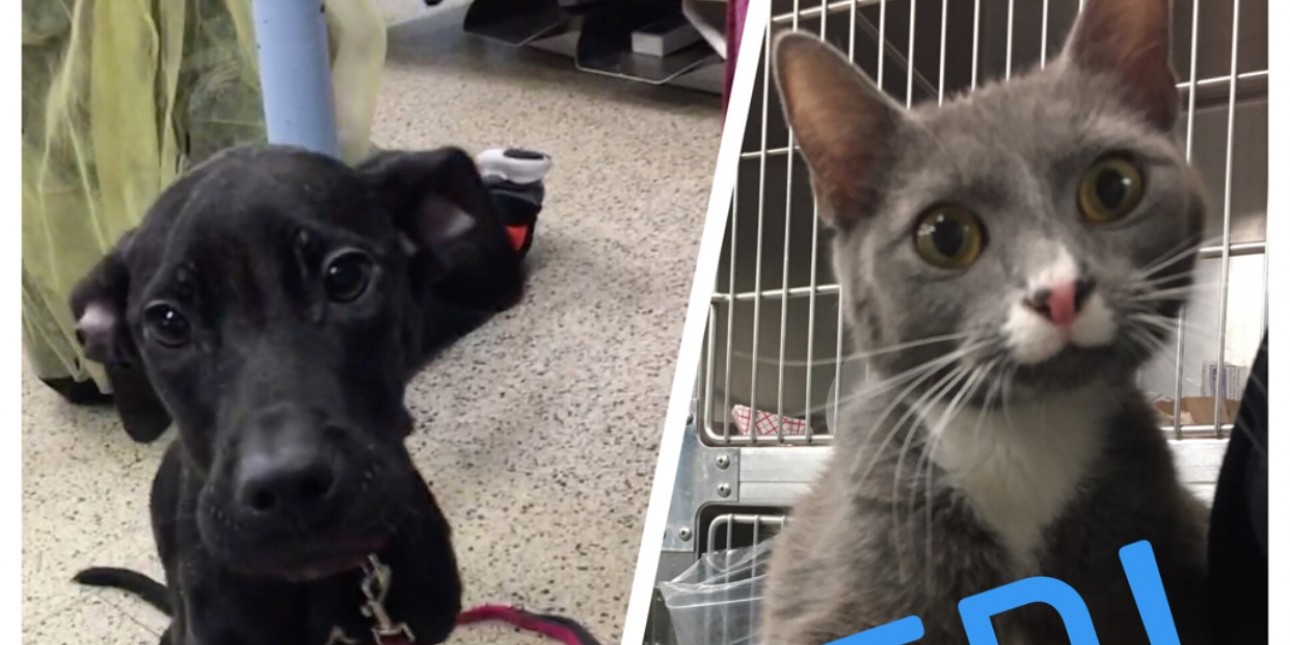 Pennsylvania SPCA Humane Law Enforcement Team rescues emaciated pair ...