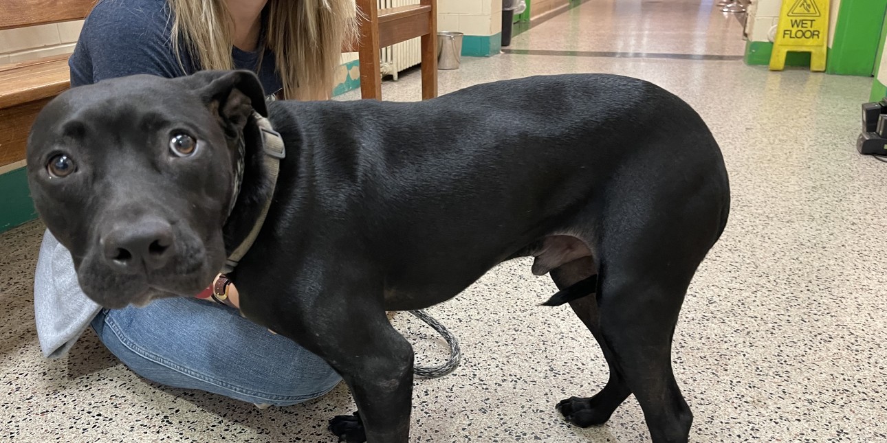 PSPCA $5 Friday Subaru Match | Pennsylvania Society for the Prevention ...