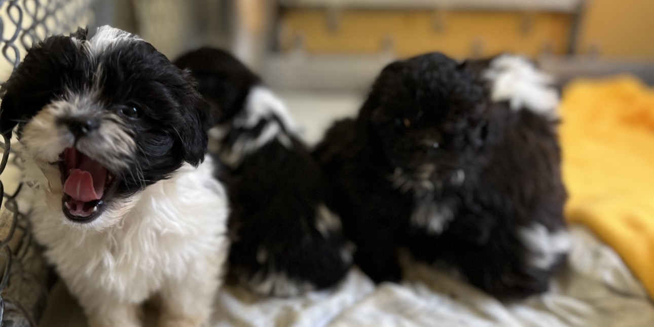 Pennsylvania SPCA removes 21 dogs from breeder's property over concerns ...