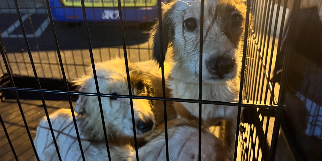 PSPCA Rescues 202 animals from property in Monroe County | Pennsylvania ...