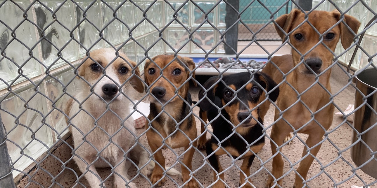 Do it for the 202 | Pennsylvania Society for the Prevention of Cruelty ...