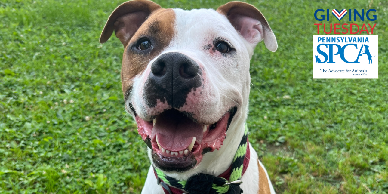Support the PSPCA This Giving Tuesday | Pennsylvania Society for the ...
