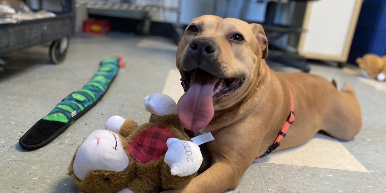 Matching Gifts | Pennsylvania Society for the Prevention of Cruelty to ...