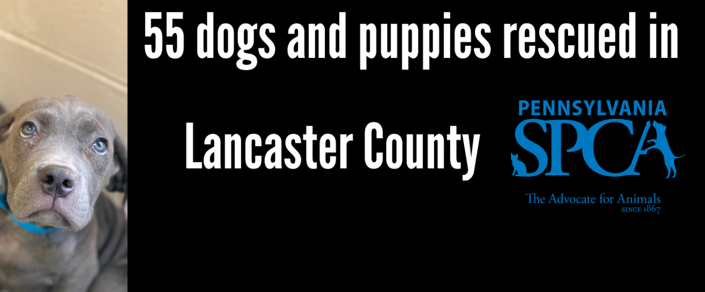 BREAKING: PSPCA Rescues 55 dogs from Lancaster County | Pennsylvania ...
